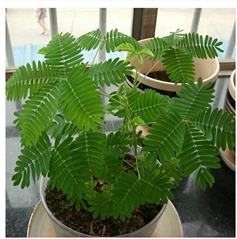 سعر 150 Mimosa Pudica Mimosa Pudica, Mimosa Herb Indukione" Seeds ...