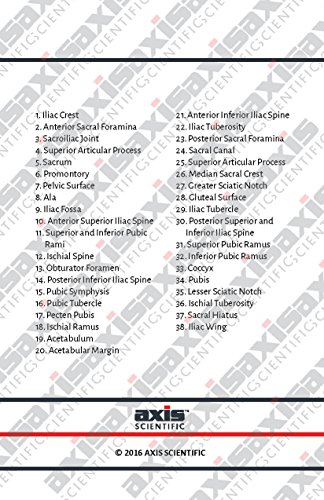 Axis Scientific Skeletal Model of The Female Pelvis | Cast from a Real ...