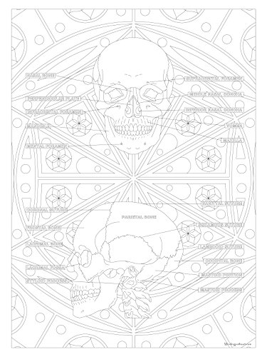 Buy Educational Anatomy Skull Coloring with labels (32x24 ...