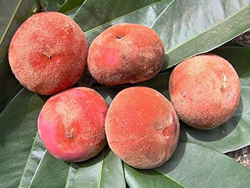 Mabolo Fruit