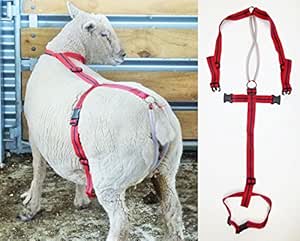 BEARIN Prolapse Harness has Been superseded by The ADLAM Harness by Rurtec, Also Made in New ...