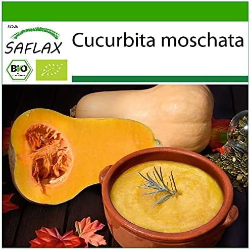 Organic - Squash - Butternut - 6 Seeds - Cucurbita moschata price in ...