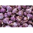 Amazon.com : Purple Garlic Bulbs for Planting Outdoors, 0.5 Pound About 4-5 Bulbs Heirloom ...