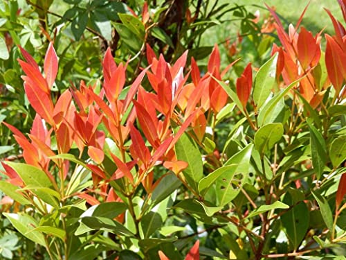 Buy Creative Farmer Eugenia Red Rare Beautifull Christina Tree ...