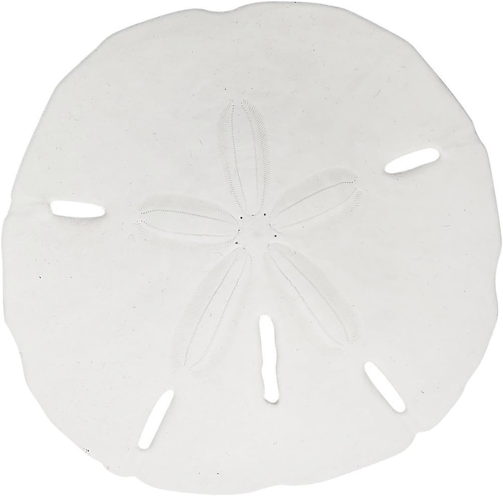 10 Round Sand Dollars 3 - 3.5" inches | Natural Medium Sand Dollar ...