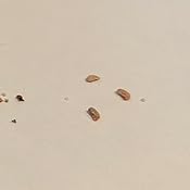 Amazon.com : Cento Anna Napoletana Tipo "00" Extra Fine Flour, 11 Pound ...