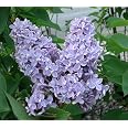 Amazon.com: President Grevy Blue French Lilac (Syringa) - Live Plant ...