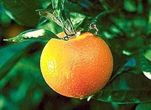 Amazon.com : Dwarf Washington Navel Orange Tree Two Gallon by Monrovia ...