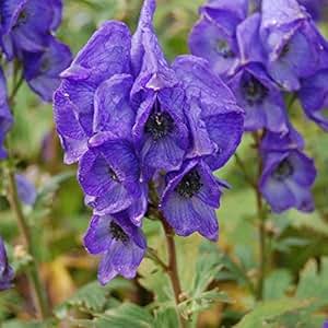 Amazon.com : Chinese Aconite Seeds (Aconitum carmichaeli) 20+ Rare ...