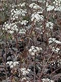 Daucus carota 'Dara' Seeds. Chocolate Lace Flower: Amazon.co.uk: Garden ...