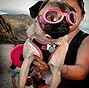 Amazon.com : Doggles ILS Interchangeable Lens System Pink Frame / Pink ...