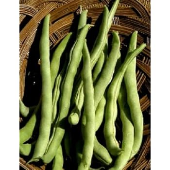 Amazon.com : Missouri Wonder Pole Bean 75 Seeds! Garden Heirloom All ...