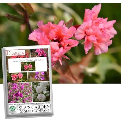 Clarkia Flower Seeds for Planting, 1000+ Seeds Per Packet - Elegant ...