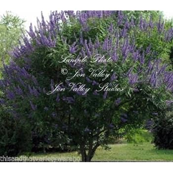 Amazon.com : TEXAS LILAC CHASTE TREE VITEX AGNUS CASTUS 2 SEEDS : Herb ...