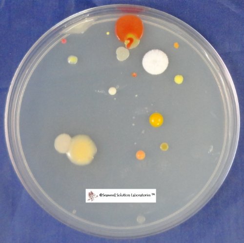 Nutrient Agar 10 Grams (Dehydrated) | Pricepulse