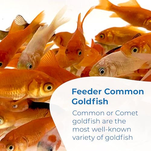 Toledo Goldfish Comet Feeder Goldfish: Live Feeder Goldfish Perfect For ...