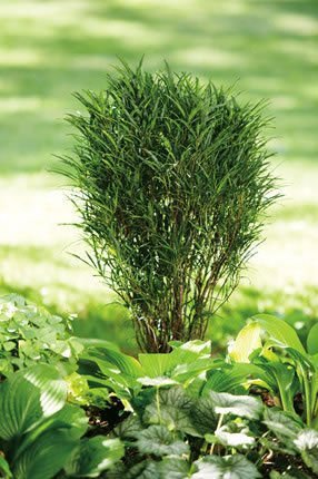 Fine Line ® Buckthorn - Rhamnus - Hardy Shrub - Proven Winners - New ...