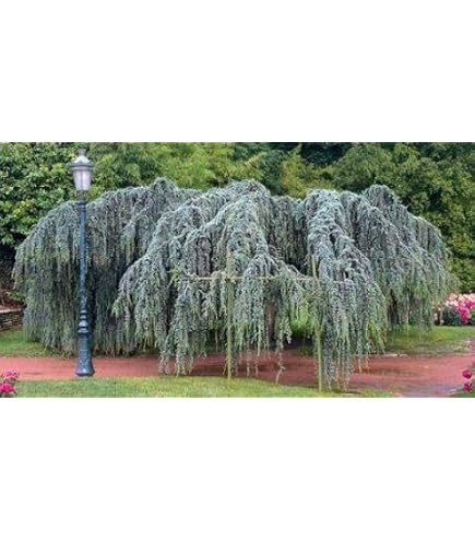 Blue Cedar Tree Surgeons