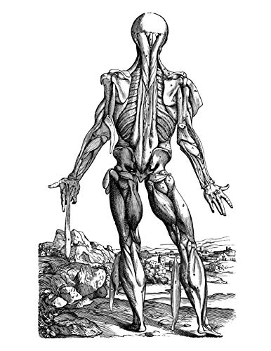 Anatomy Notebook: Skinless Man Muscles 12 - Andreas Vesalius Anatomy ...