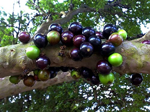 Buy OhhSome Gardens Rare Exotic Tropical Fruit Jabuticaba Plinia ...