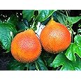 Amazon.com : 2 GAC FRUIT Gac Melon Vine Momordica Cochinchinensis Seeds ...