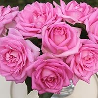 Amazon.com : Heirloom Roses Pink Rose Plant - Eleganza® Beverly Hybrid Tea Rose Bush, Fragrant ...