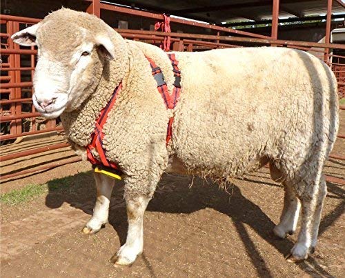 MATINGMARK Deluxe Breeding Harness for Sheep & Goats by Rurtec, Made in ...