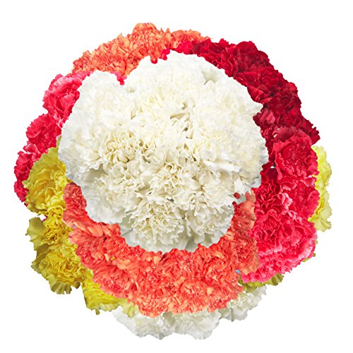 Fresh Flowers- 100 Assorted Carnations- Beautiful Gift - Madcity Florist