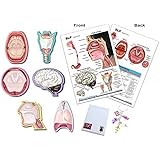 Amazon.com: SLP Sticky Notes Collection, 24 Pack-100 Sheets Per Pack ...