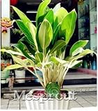 Rohdea japonica - How to grow & care