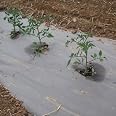 Amazon.com : Weed Guard Paper Mulch Roll, 36-inches (W) X 50-feet (L ...