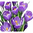 Amazon.com : 10 Purple Crocus - Large Spring Blooming- Crocus ...