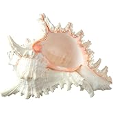 Amazon.com: Jangostor Large Natural Sea Shells, Huge Ocean Conch 7-8 ...