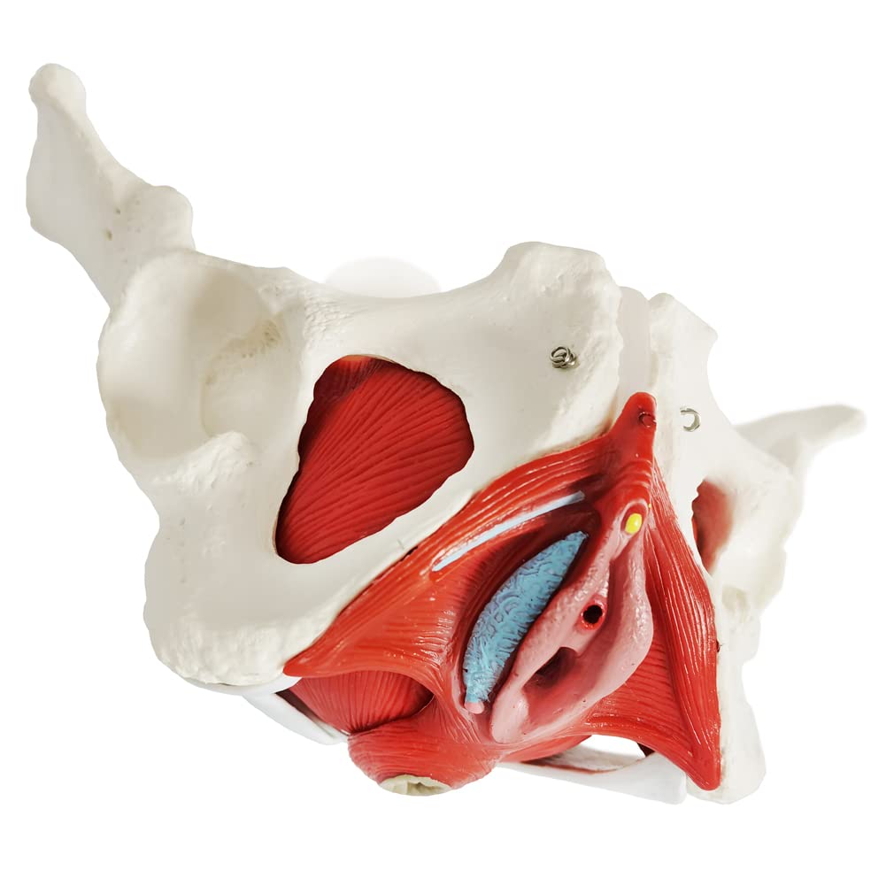 Mua Female Pelvis Model with Pelvic Floor Muscles Perineal Model Female ...