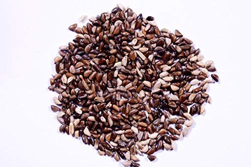 RK Seeds -Napier Elephant Pennisetum Purpureum Grass Seed -Pack of 250 ...