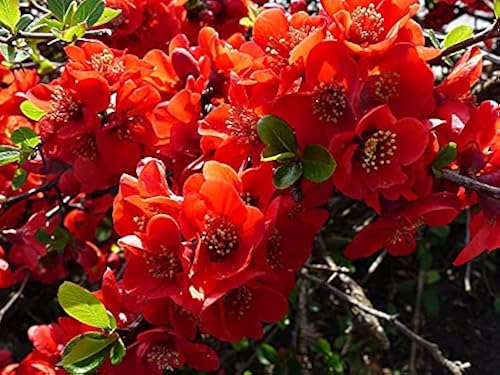20 Seeds Red Flowering Dwarf Quince Shrub Fruit Chaenomeles Japonica ...