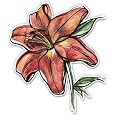 Amazon.com - Tiger Lily - 3" Vinyl Sticker - for Car Laptop I-Pad Phone ...