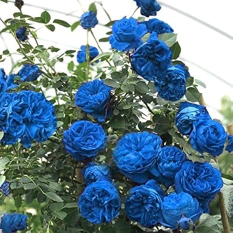 20 pcs Blue Climbing Rose Flower Seeds: Amazon.co.uk: Garden & Outdoors