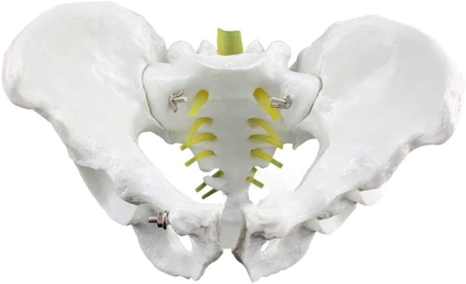 Educational Model 1: 1 Male Pelvic Model Specimen,Sacrum,Ischia,Coccyx ...