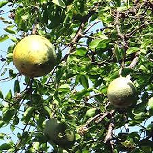 Buy Creative Farmer Koovalam (Bael) Bengal Quince Aegle Marmelos ...