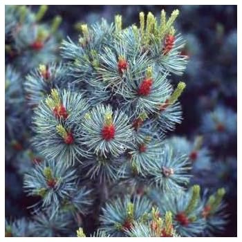 Amazon.com : CESARINI BLUE LIMBER PINE - THE BLUEST SELECTION OF PINUS ...