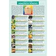 Amazon.com : Homeopathy Remedies Two Sided Color Informational Chart ...
