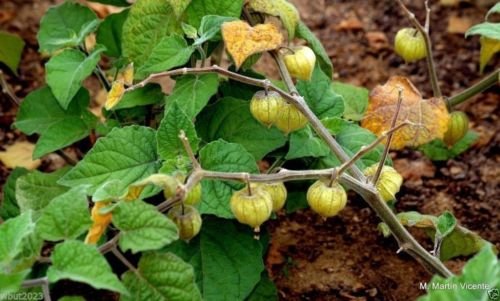 Giant Poha Berry,Cape Gooseberry, (Physalis Peruviana) ,Ground Cherry ...