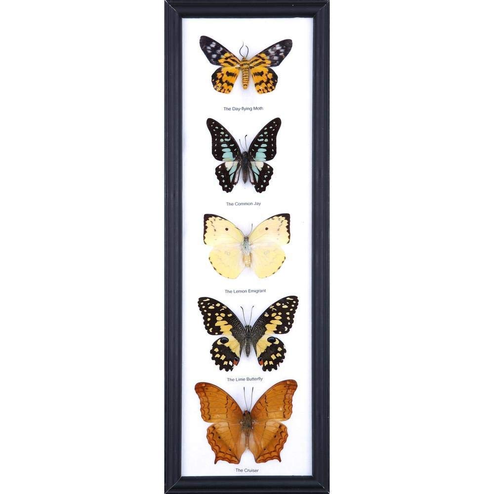 Five Real Framed Butterflies (Assorted Species) – Every Display Frame ...