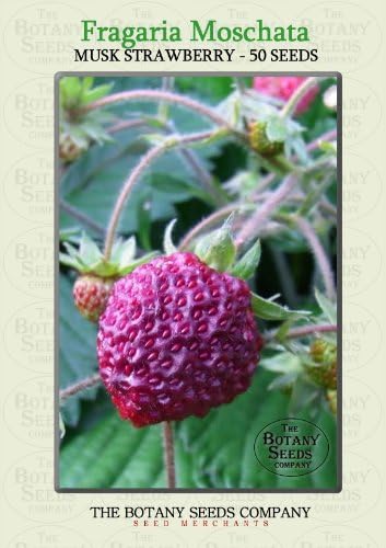 Musk Strawberry (50) Seeds – Fragaria Moschata: Amazon.co.uk: Garden ...