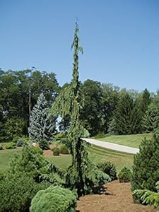 Amazon.com : Green Arrow Weeping Alaska Cedar Grows Only 2 Feet Wide ...