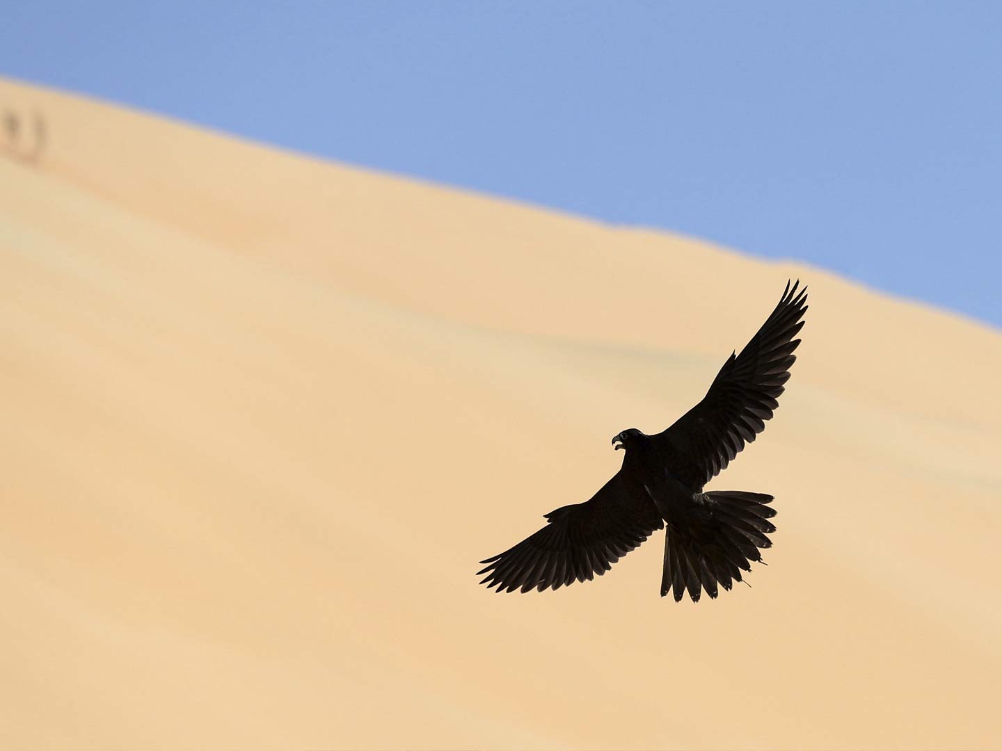 Watch Animal Battlegrounds - Season 1 | Prime Video