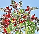 Coral tree - How to grow & care