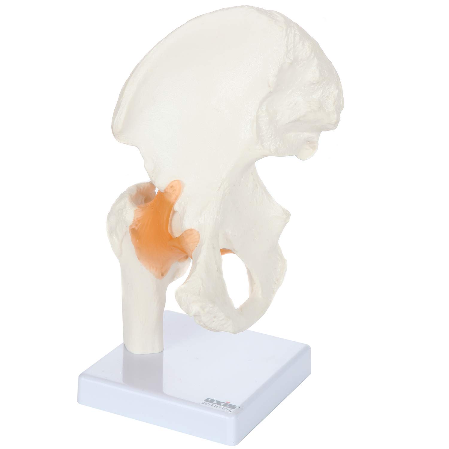 Mua Axis Scientific Life Size Human Hip Bone Anatomy Pelvis Model with ...