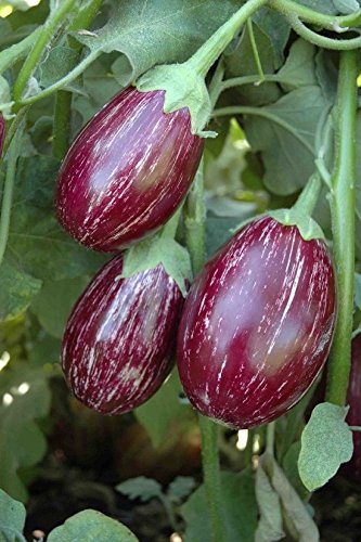 Generic Vangi Organic Brinjal Dry Seed Beej Ayurveda Plant Baingan 100G ...